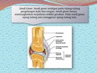 Pelajaran kelas 6 tentang rangka dan sendi | PPTX