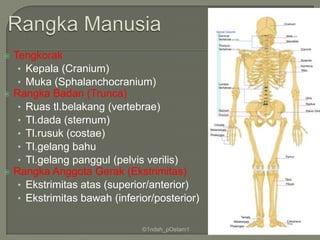 Rangka & persendian | PPT