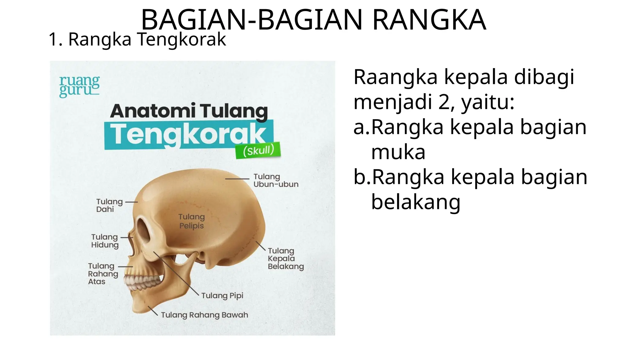RANGKA, SENDI DAN OTOT kelas VI SEMESTER 1.pptx