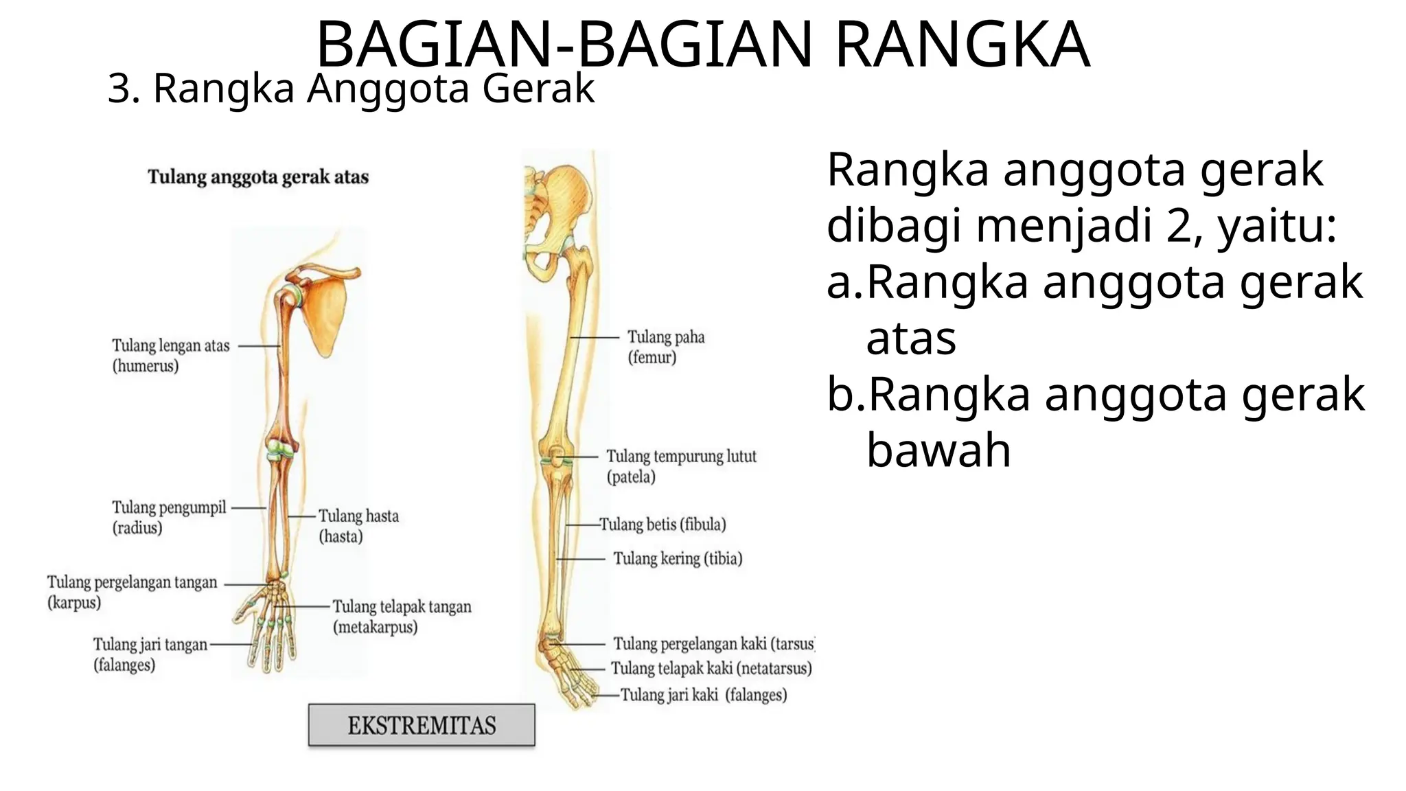 RANGKA, SENDI DAN OTOT kelas VI SEMESTER 1.pptx