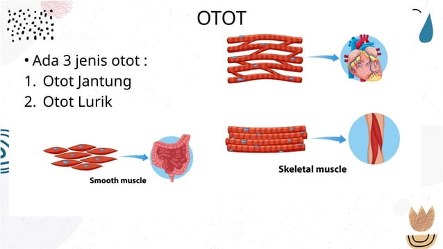 RANGKA, SENDI DAN OTOT kelas VI SEMESTER 1.pptx