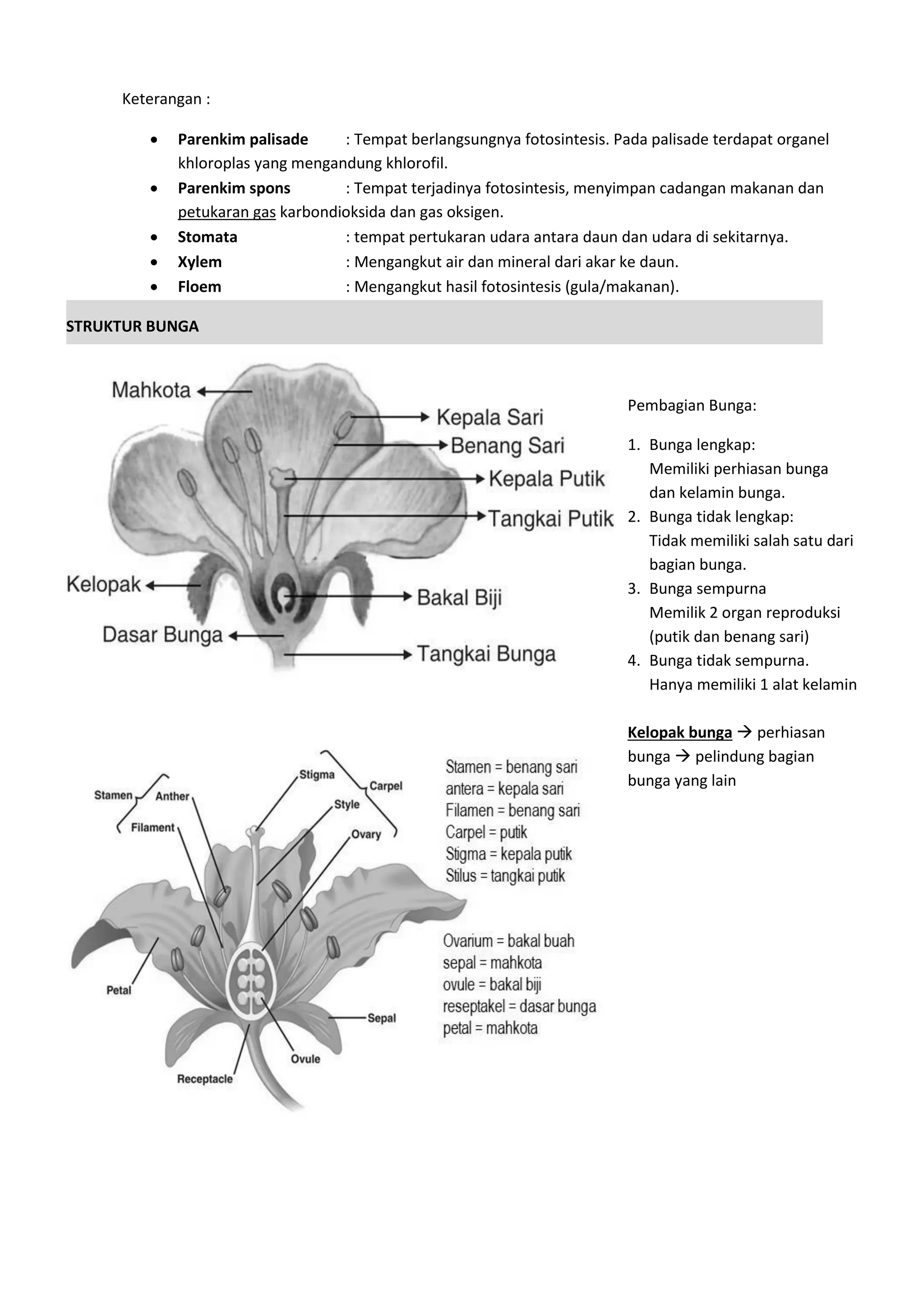 Rangkuman morfologi tumbuhan | PDF