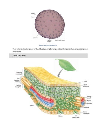 Rangkuman morfologi tumbuhan | PDF