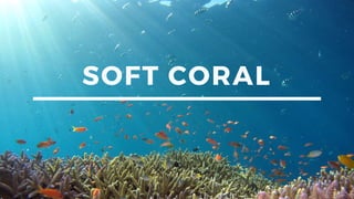 POWER POINT MATERI KIMBAL SOFT CORAL SEA | PPTX