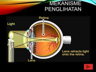 Rangsangan dan gerak balas | PPT