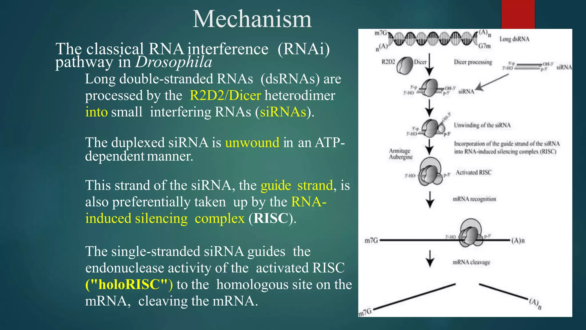 RANi (RNA interference) | PPT