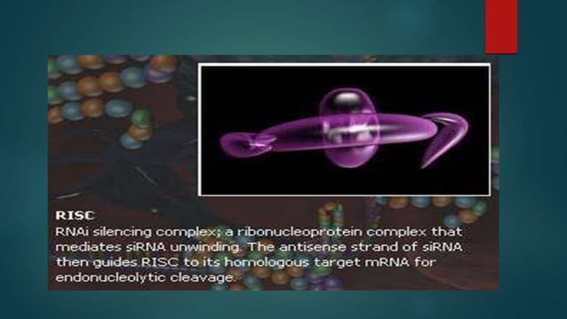 RANi (RNA interference) | PPT