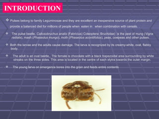 Rani green gram beetle1 | PPT