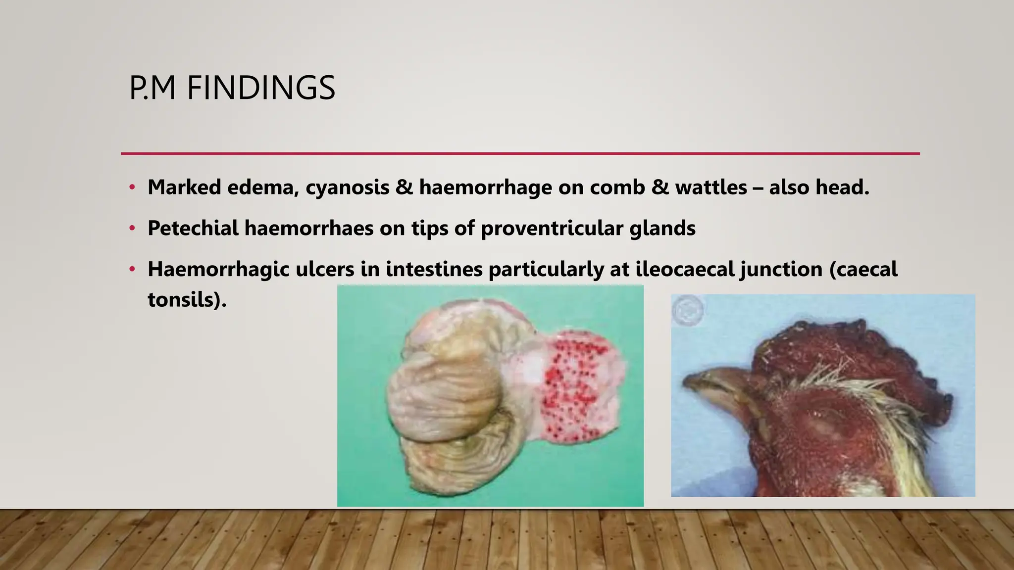 Ranikhet Disease- a viral poultry disease | PPTX