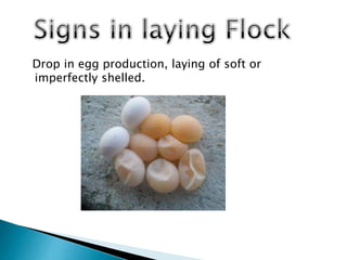 Ranikhet disease (new castle disease | PPTX