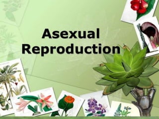 Reproduction Types of reproduction 10th class chapter | PPTX