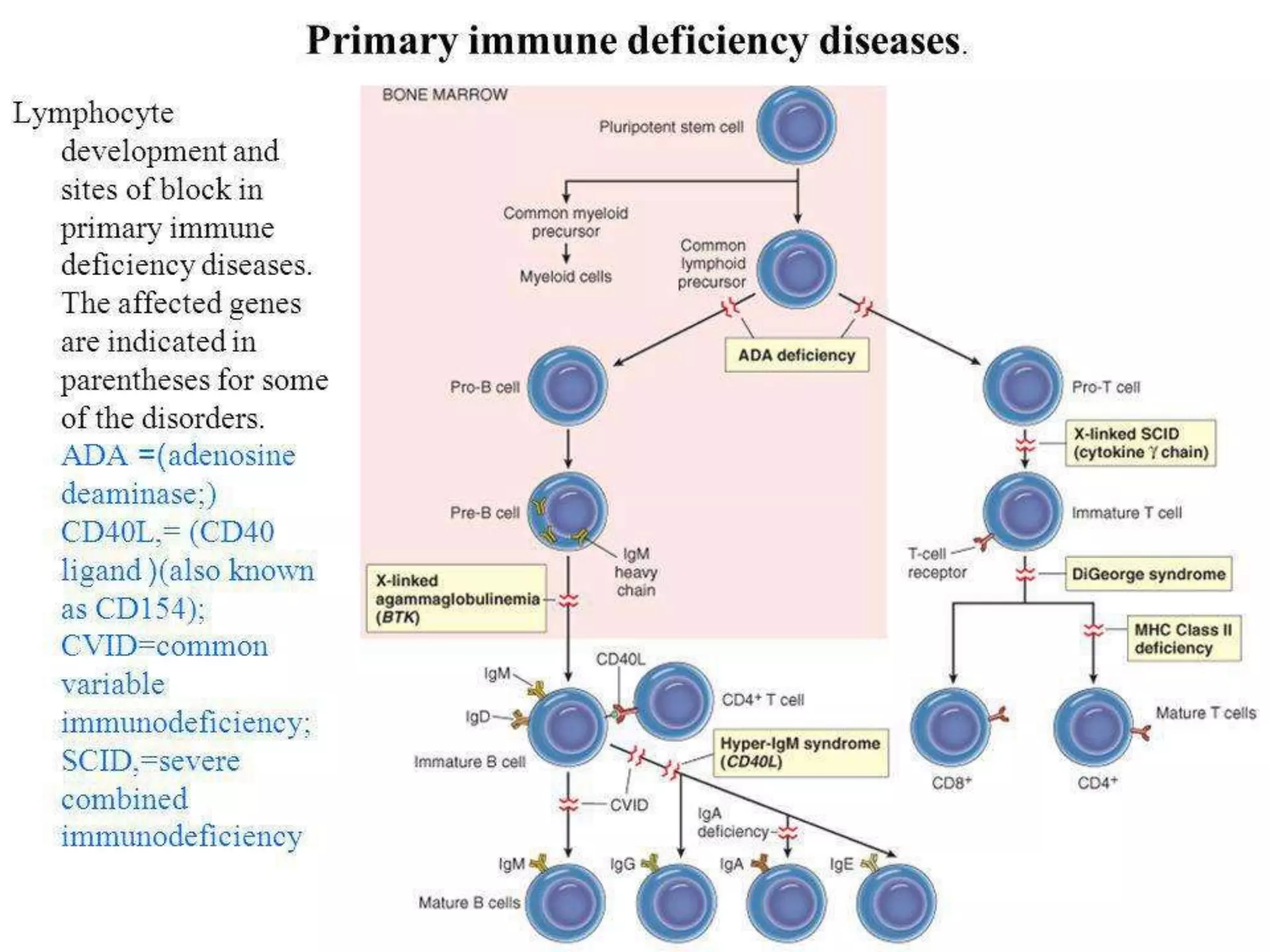 Immunodeficiency | PPTX