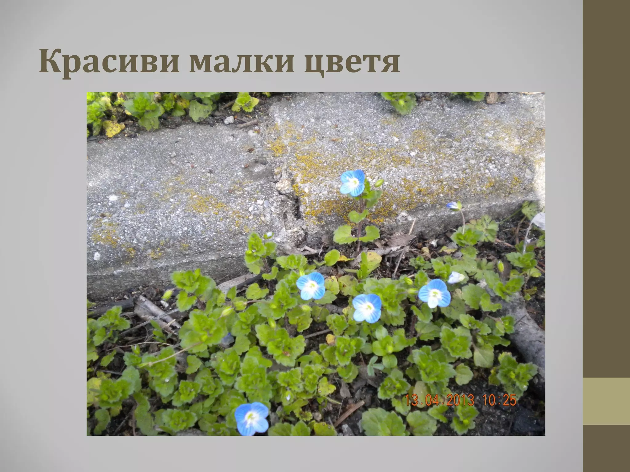 Ranna prolet v parka | PPT