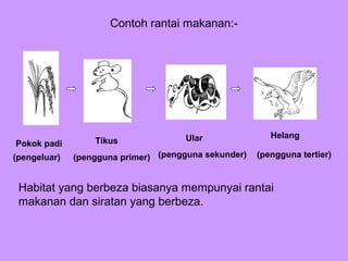 Rantai siratan-makanan | PPT