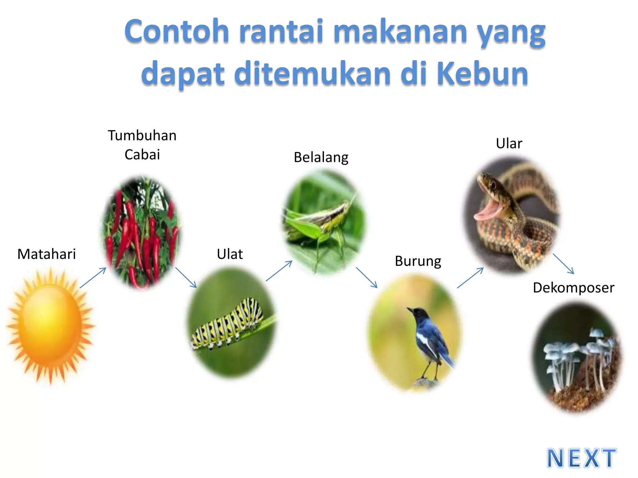 Rantai makanan | PPTX