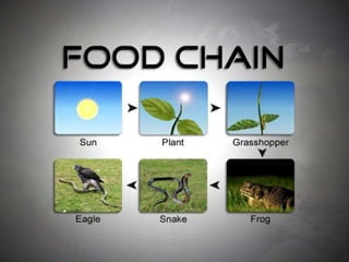 Rantai makanan | PPTX
