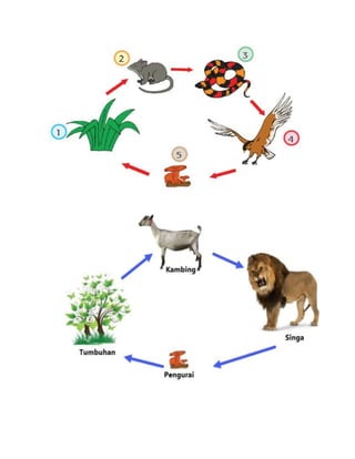 Rantai makanan | DOCX
