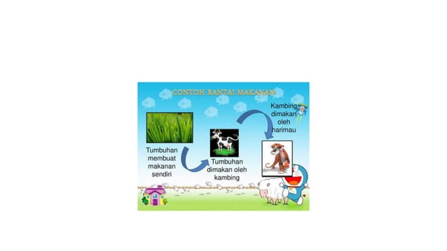 Rantai Makanan Haiwan. Tabiat pemakanan haiwan. | PPT