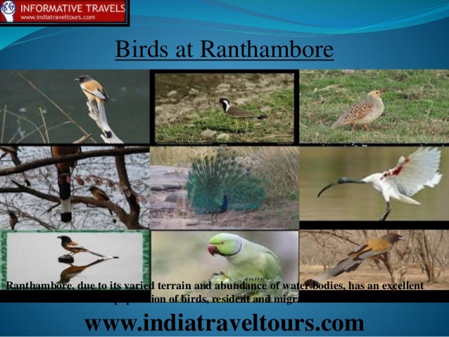 Rajasthan Wildlife - Ranthambore - National Bird Sanctuary - Photo To…