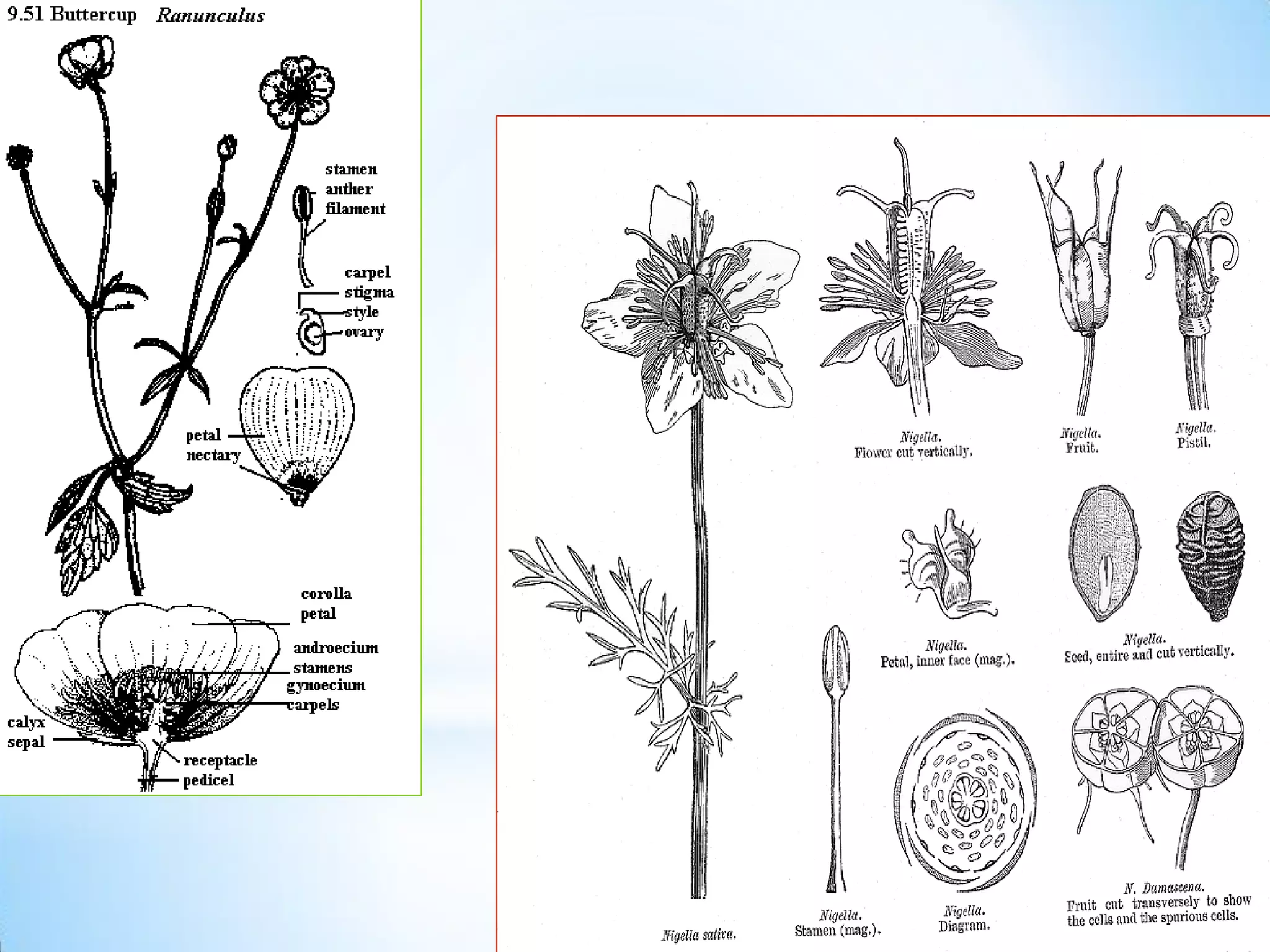 Ranunculaceae | PDF