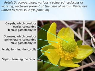 Ranunculaceae | PDF