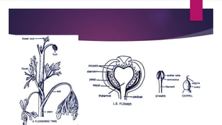Ranunculaceae.pptx