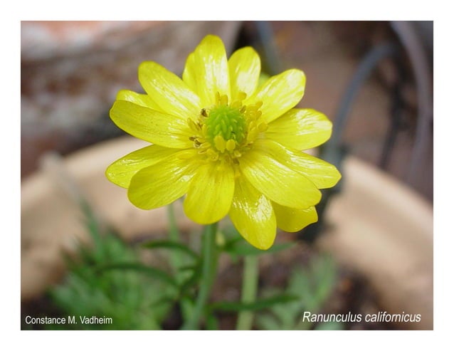 Ranunculus californicus web show | PDF