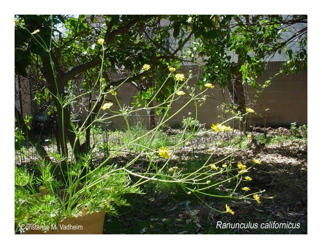 Ranunculus californicus web show | PDF