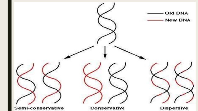 schemes for DNA replications | PPT