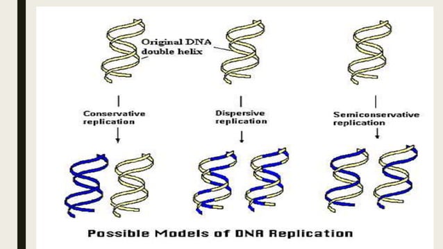 schemes for DNA replications | PPT