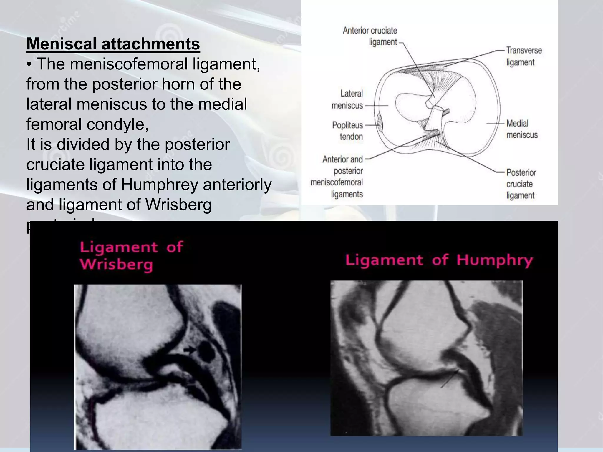 Radiological anatomy of Knee joint.pptx