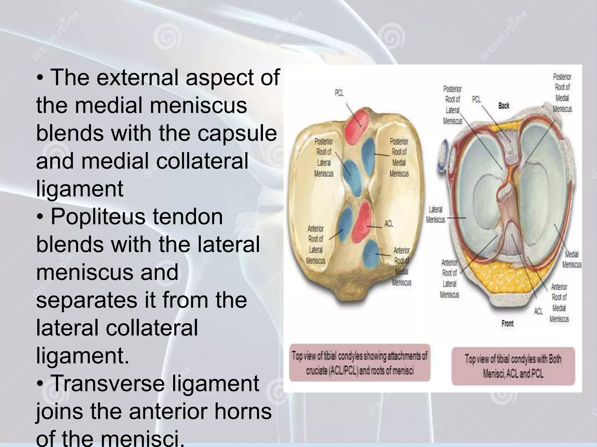 Radiological anatomy of Knee joint.pptx