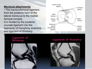 Radiological anatomy of Knee joint.pptx