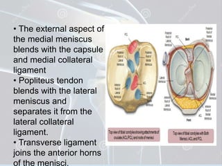 Radiological anatomy of Knee joint.pptx