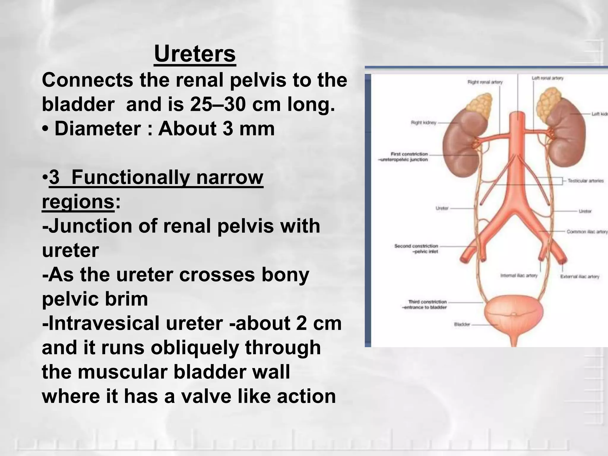 Radiological Anatomy of Kidney, uteter and urinary bladder.pptx | PPTX