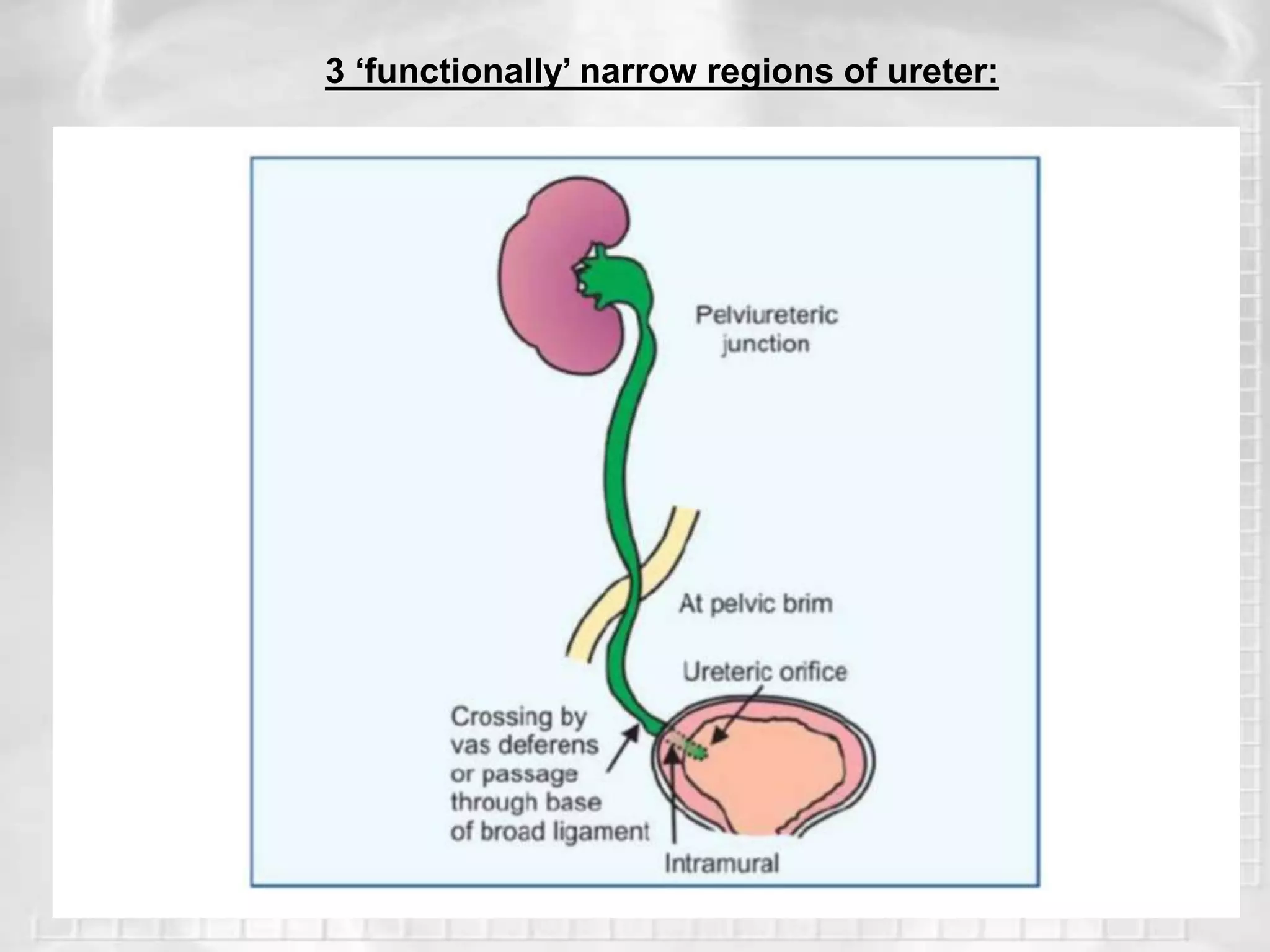 Radiological Anatomy of Kidney, uteter and urinary bladder.pptx | PPTX