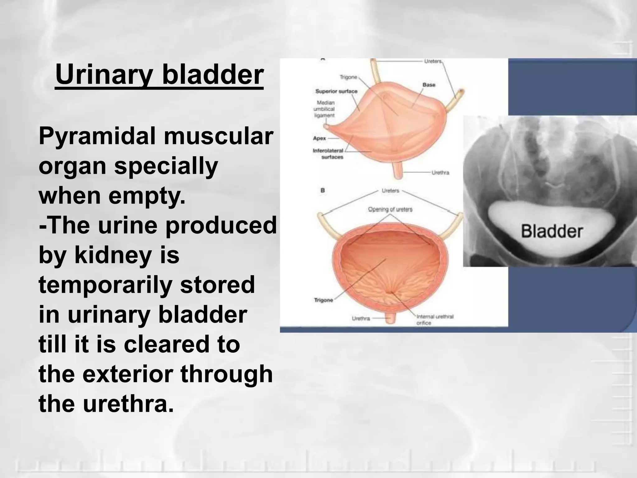 Radiological Anatomy of Kidney, uteter and urinary bladder.pptx | PPTX