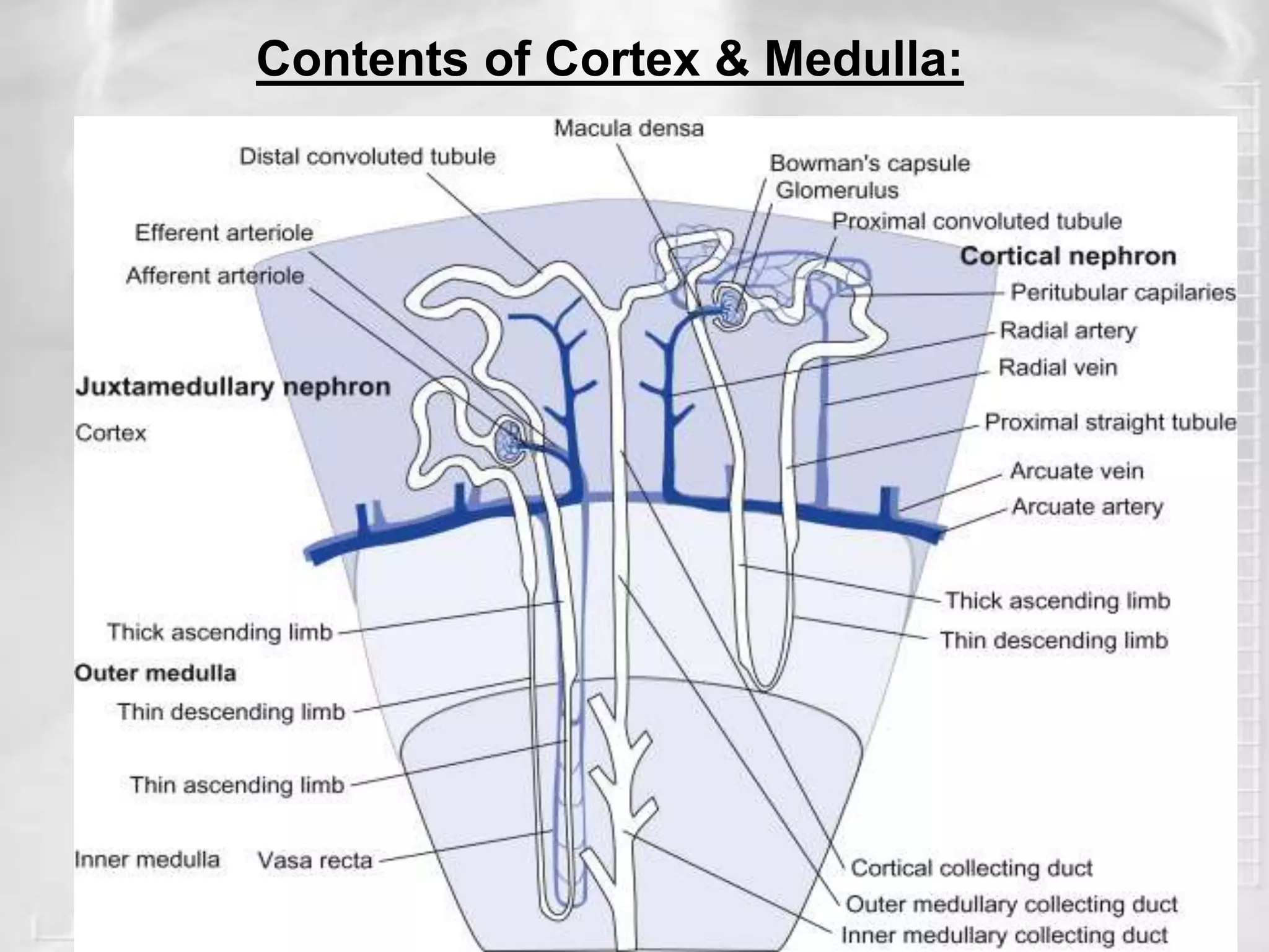 Radiological Anatomy of Kidney, uteter and urinary bladder.pptx | PPTX