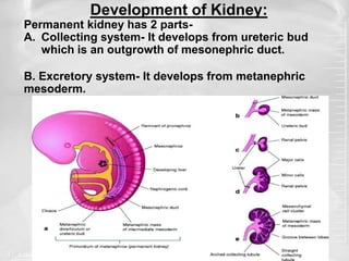 Radiological Anatomy of Kidney, uteter and urinary bladder.pptx | PPTX