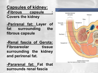 Radiological Anatomy of Kidney, uteter and urinary bladder.pptx | PPTX