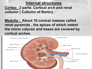 Radiological Anatomy of Kidney, uteter and urinary bladder.pptx | PPTX