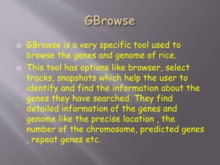 Rap db(rice annotation project data base) | PPT