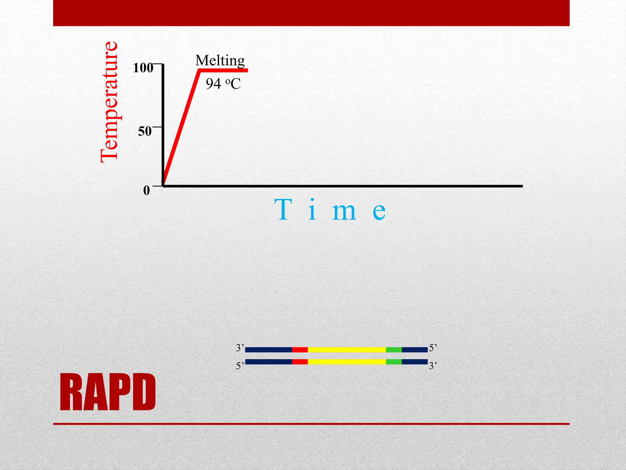 Random Amplified polymorphic DNA. RAPD | PPTX