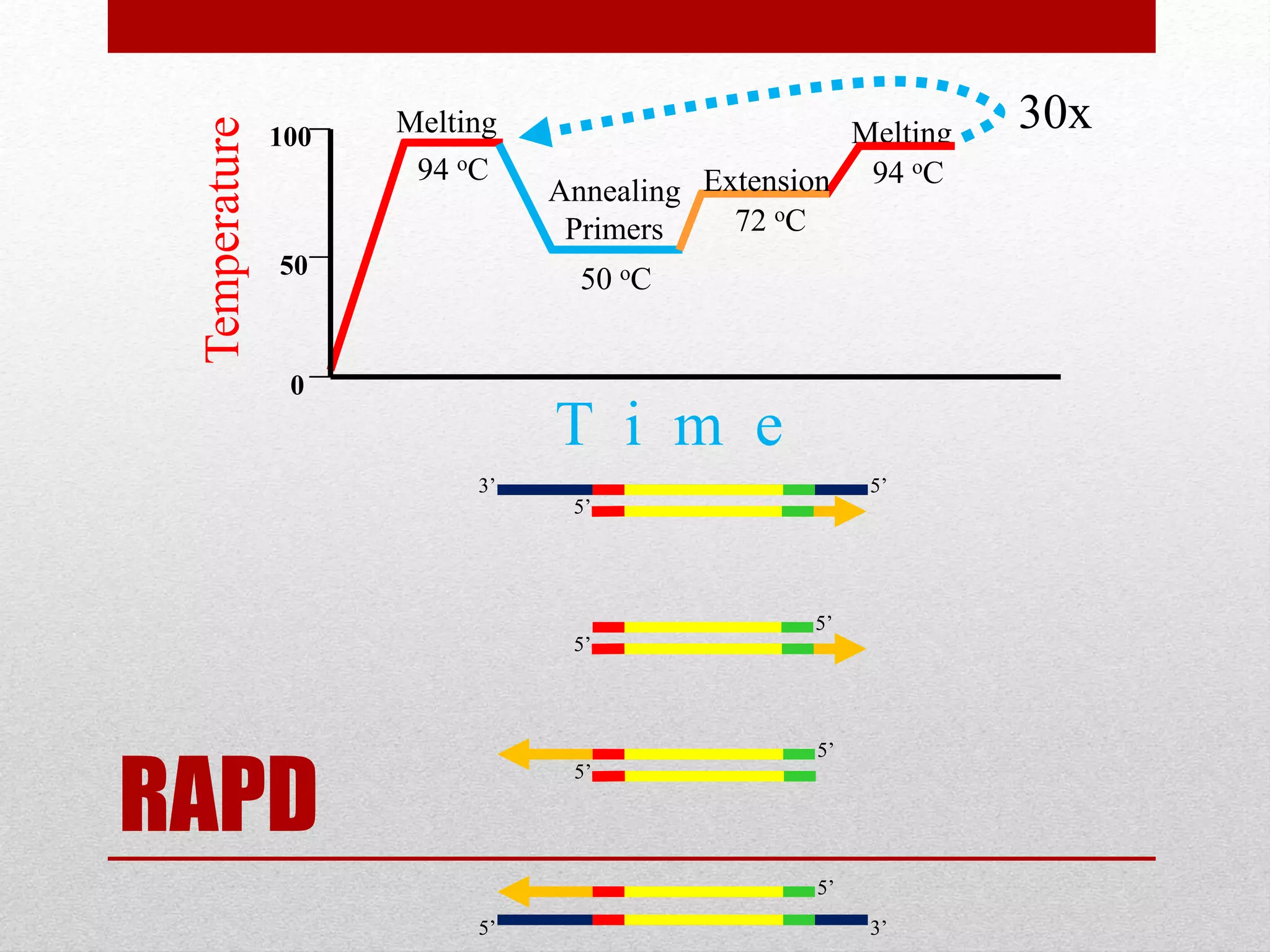 Random Amplified polymorphic DNA. RAPD | PPTX