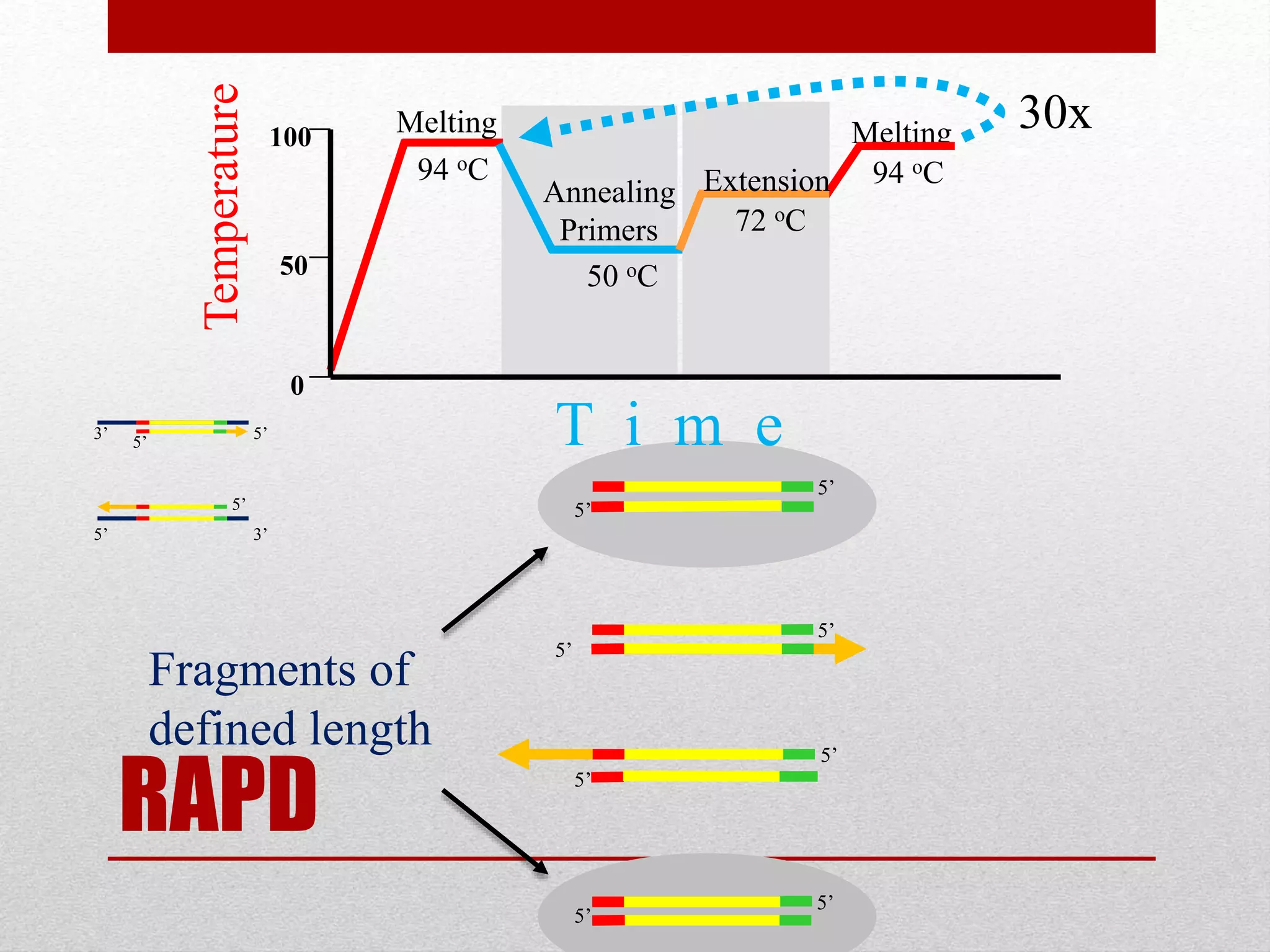 Random Amplified polymorphic DNA. RAPD | PPTX