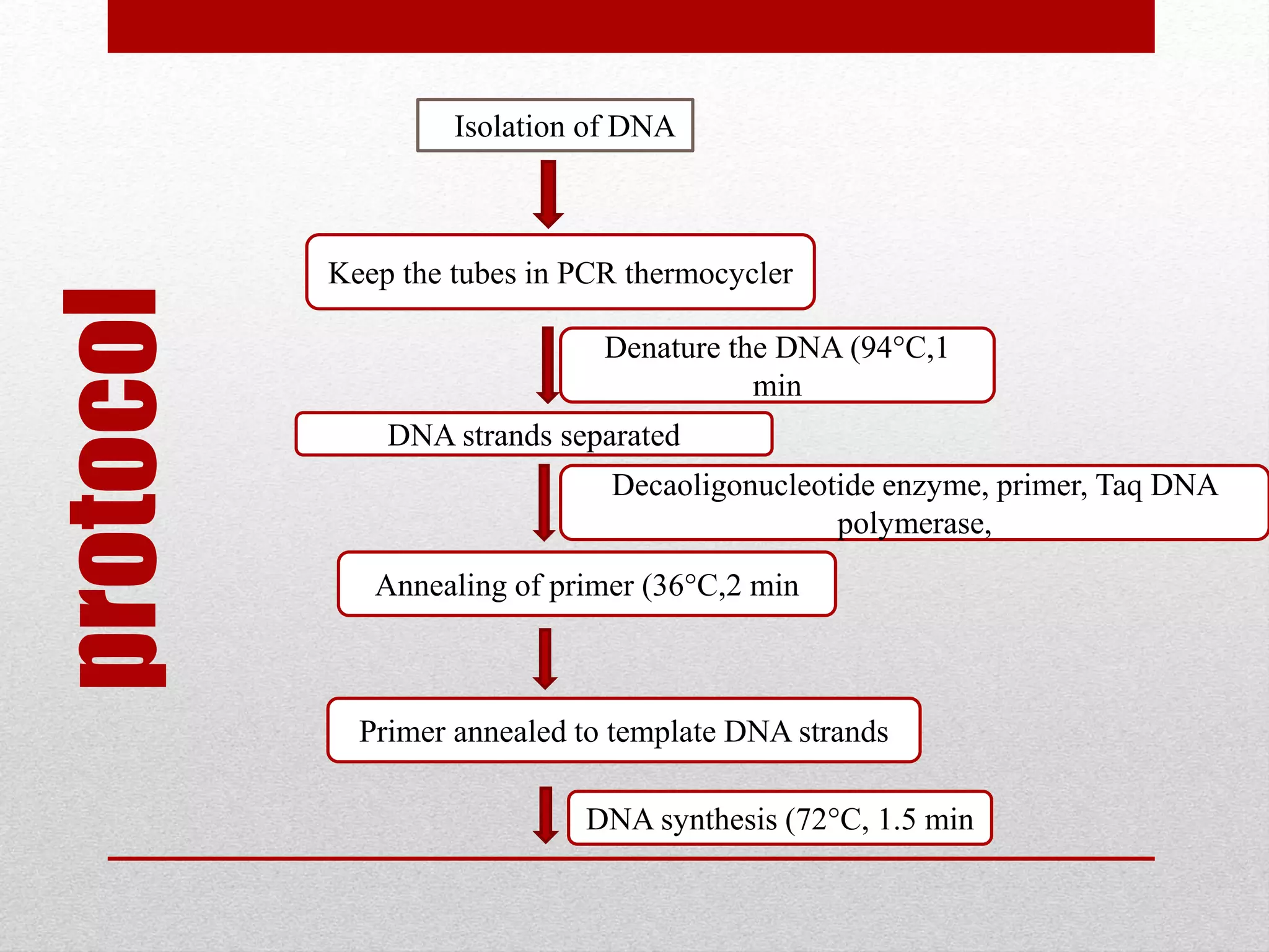 Random Amplified polymorphic DNA. RAPD | PPTX