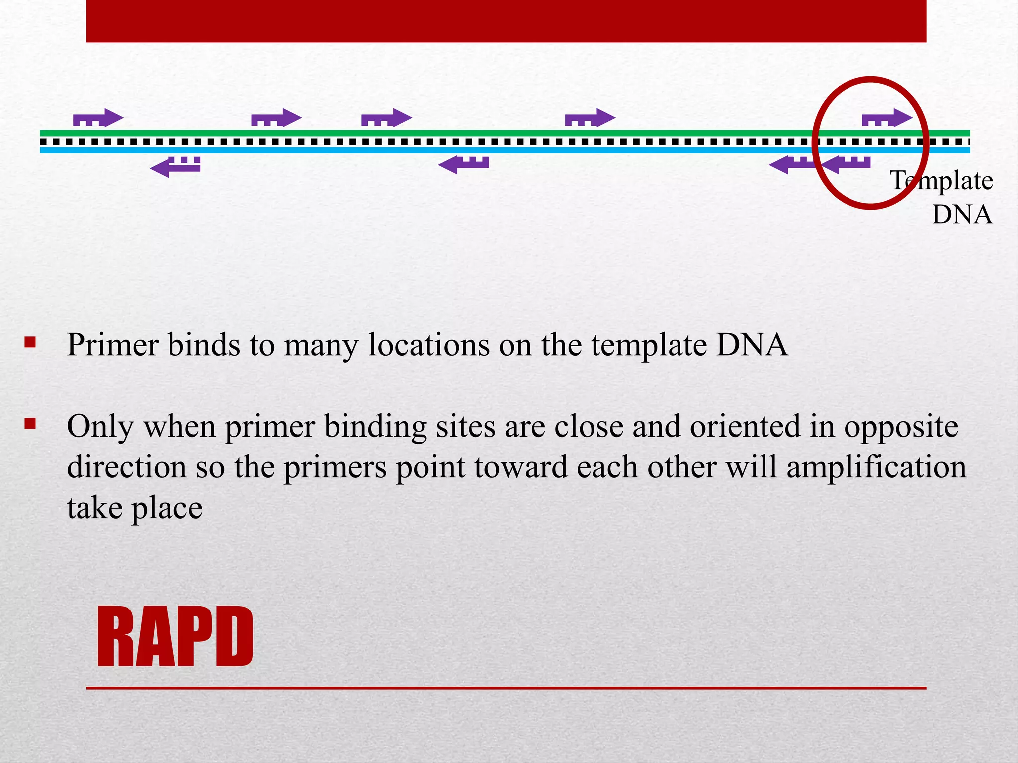 Random Amplified polymorphic DNA. RAPD | PPTX