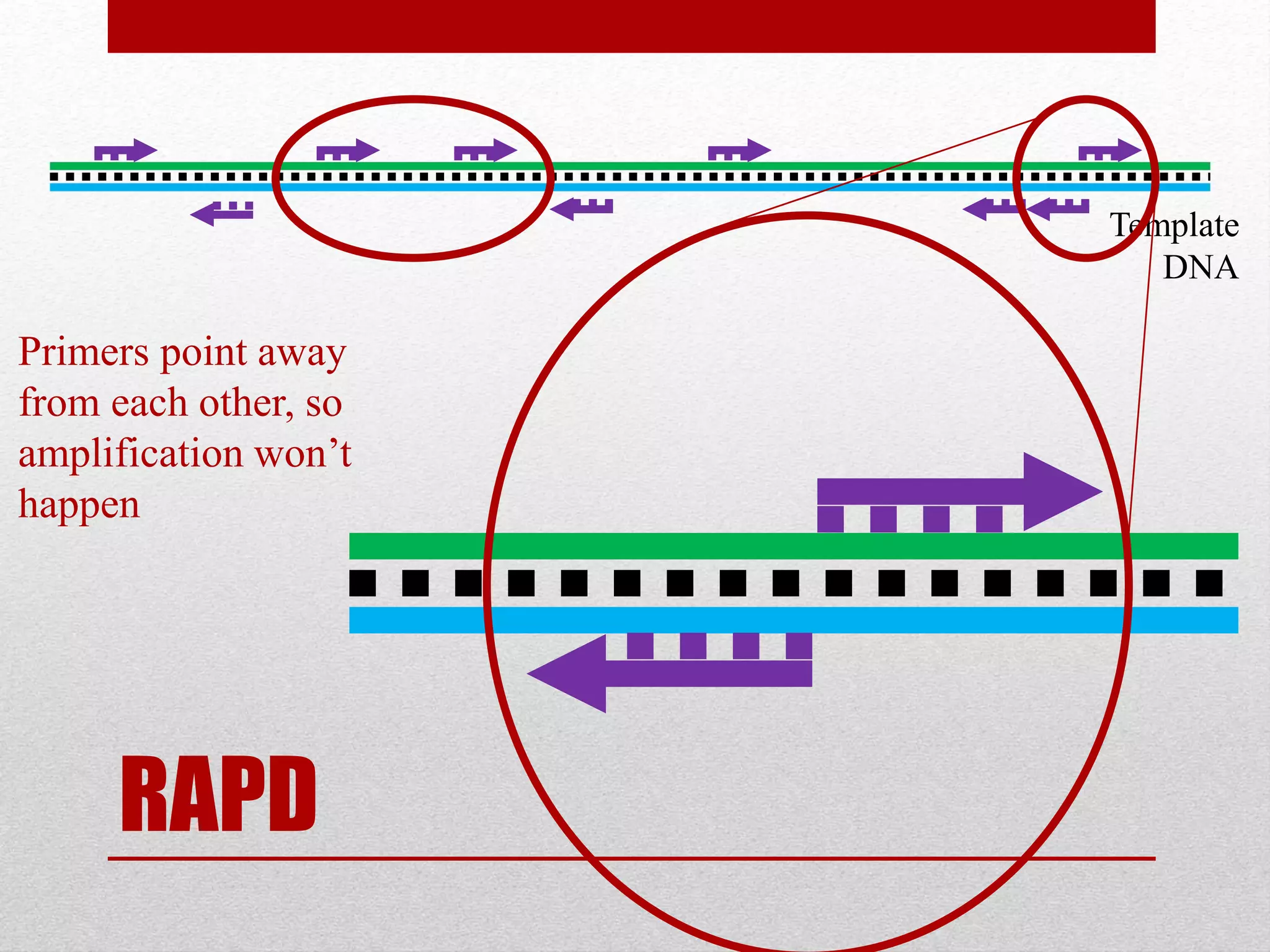 Random Amplified polymorphic DNA. RAPD | PPTX