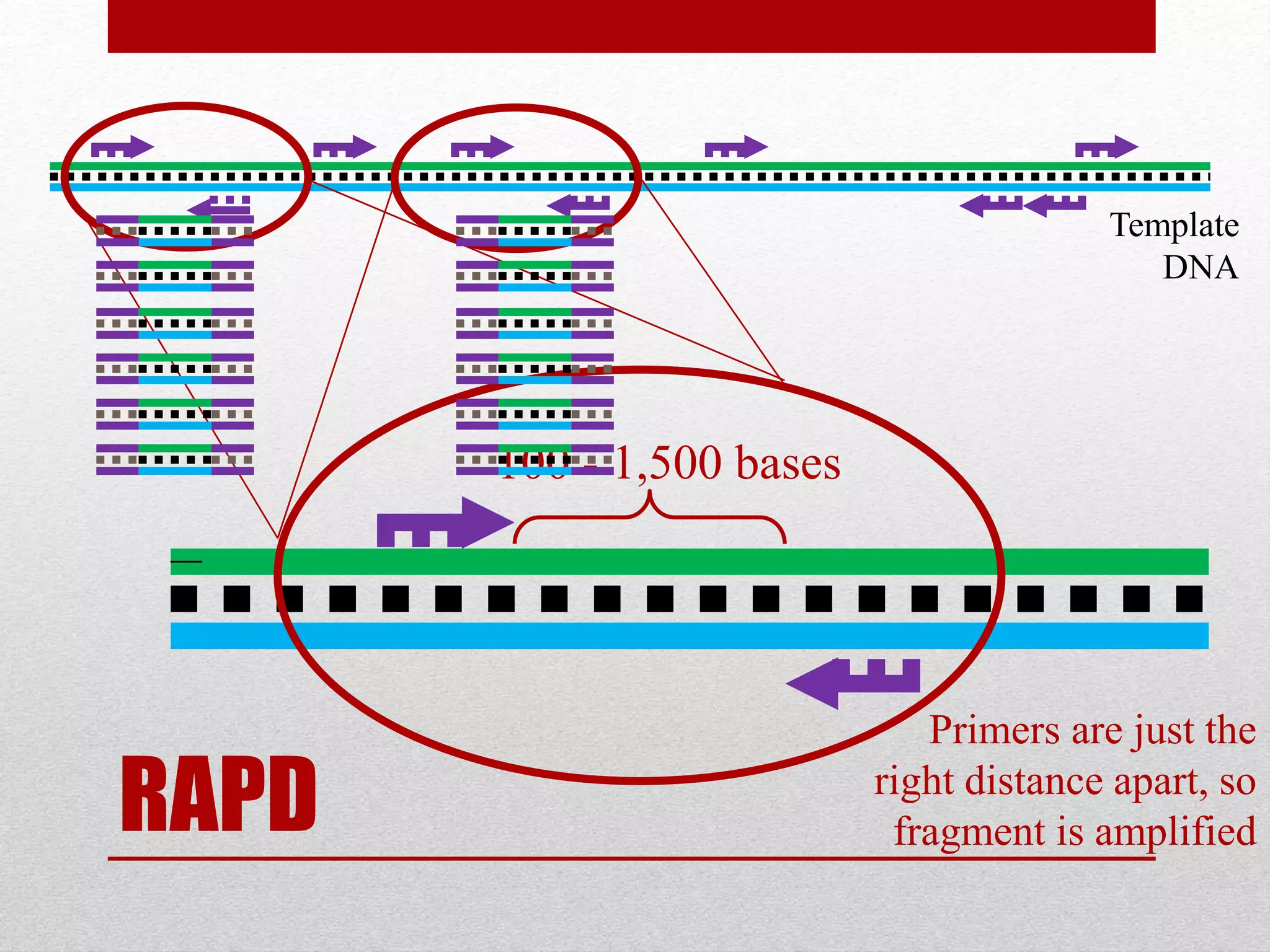 Random Amplified polymorphic DNA. RAPD | PPTX