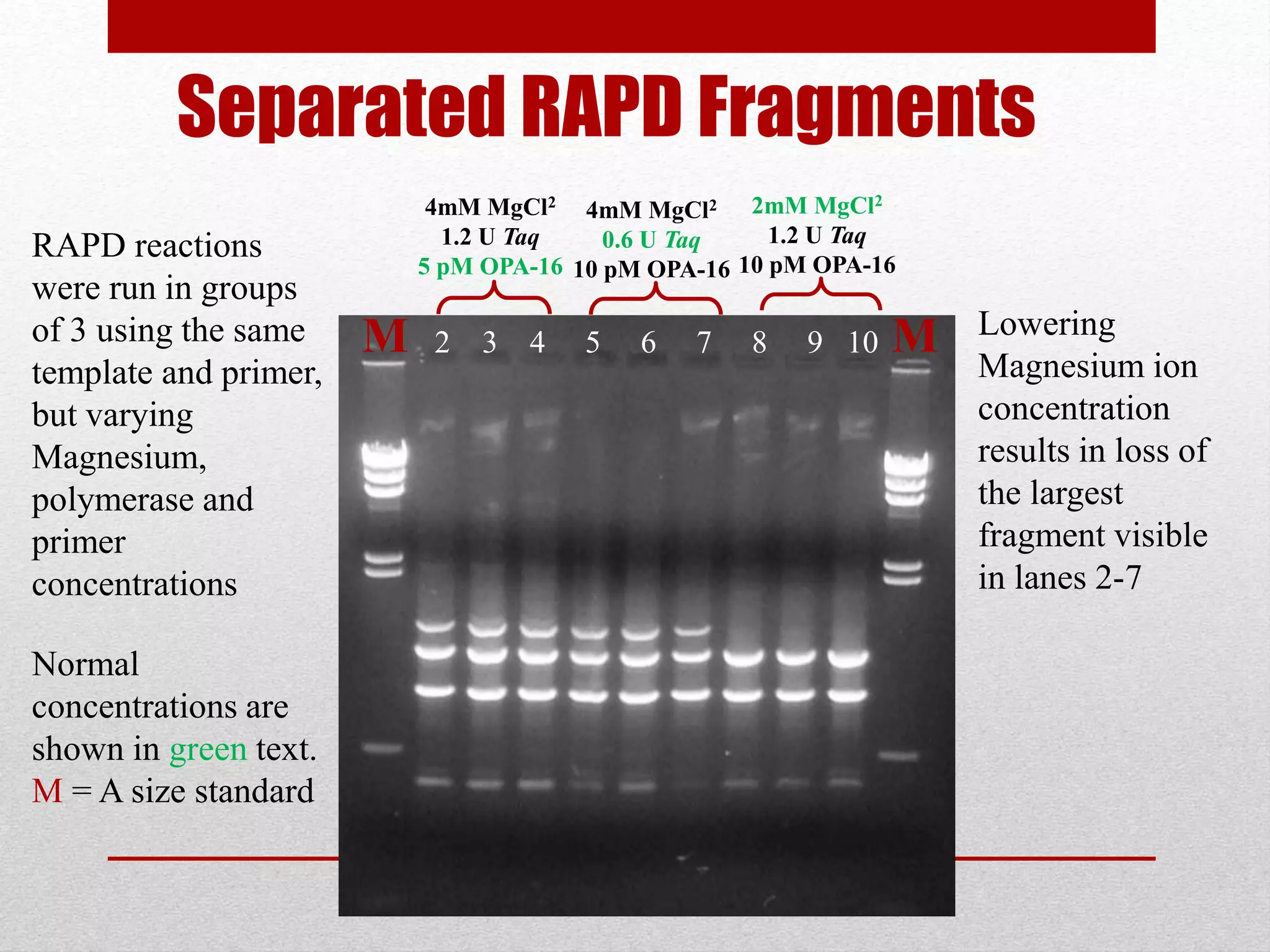 Random Amplified polymorphic DNA. RAPD | PPTX